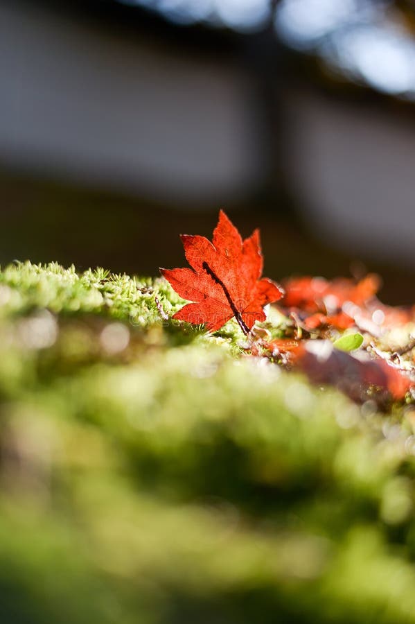 Leaf, Autumn, Close Up, Maple Leaf Picture. Image: 111027988