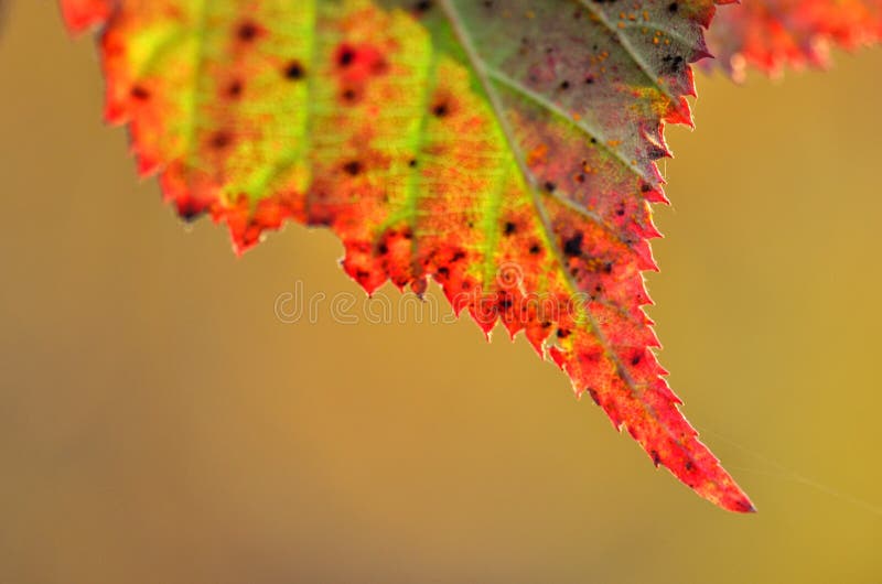 Macro autumn leaf stock photo. Image of color, season - 103432728