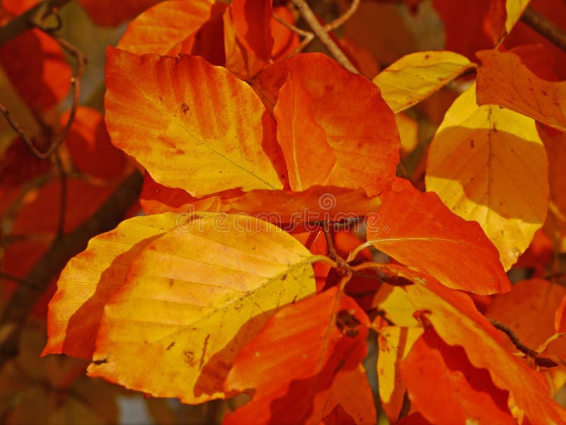 Leaf, Autumn, Deciduous, Maple Leaf Picture. Image: 113060986