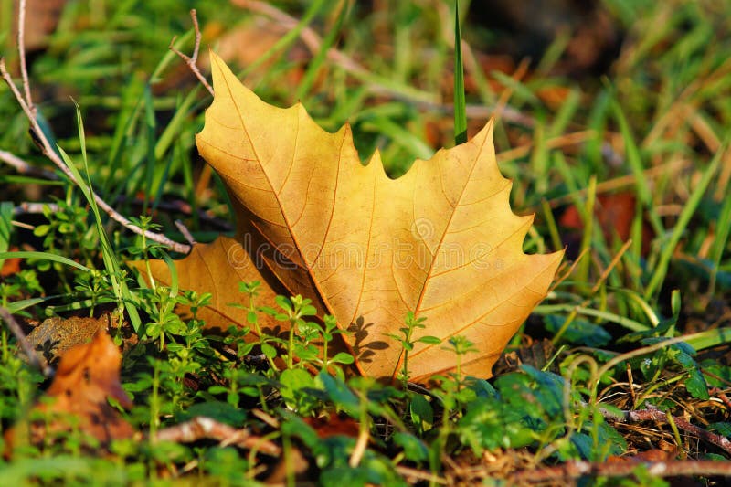 Leaf, Deciduous, Grass, Autumn Picture. Image: 112057187