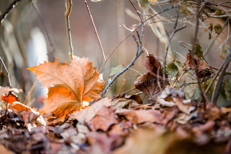 Leaf in Autumn / Fall with Branches in Nature Stock Photo - Image of ...
