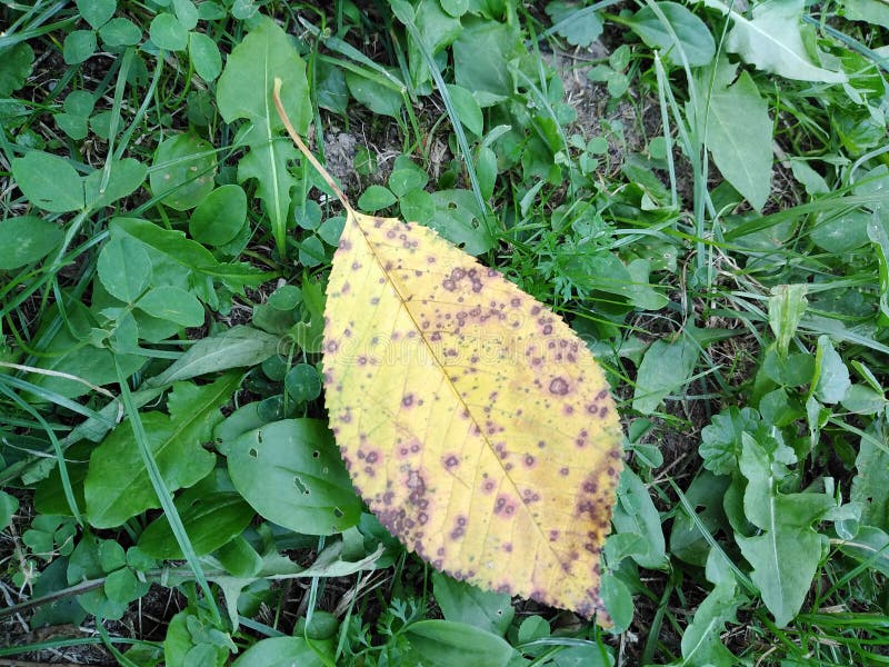 Leaf Autumn Fall Nature Meadow Grass Stock Photo - Image of nature ...