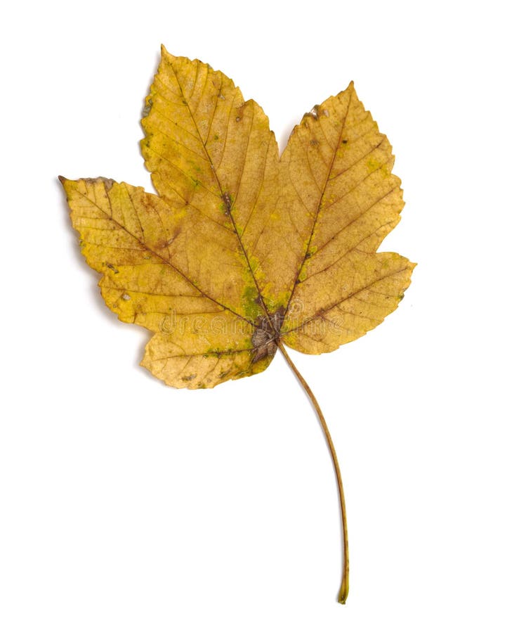 Hickory leaves on white. stock image. Image of autumn - 2047131
