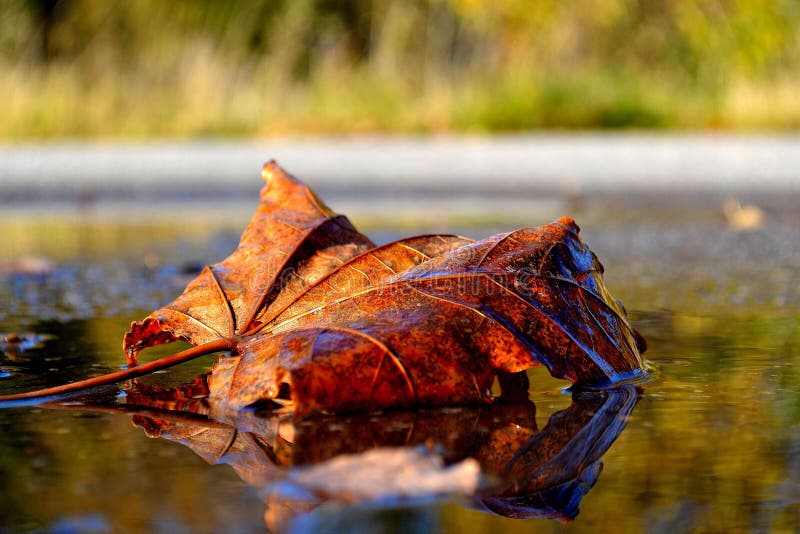 Leaf, Autumn, Water, Maple Leaf Picture. Image: 114228018