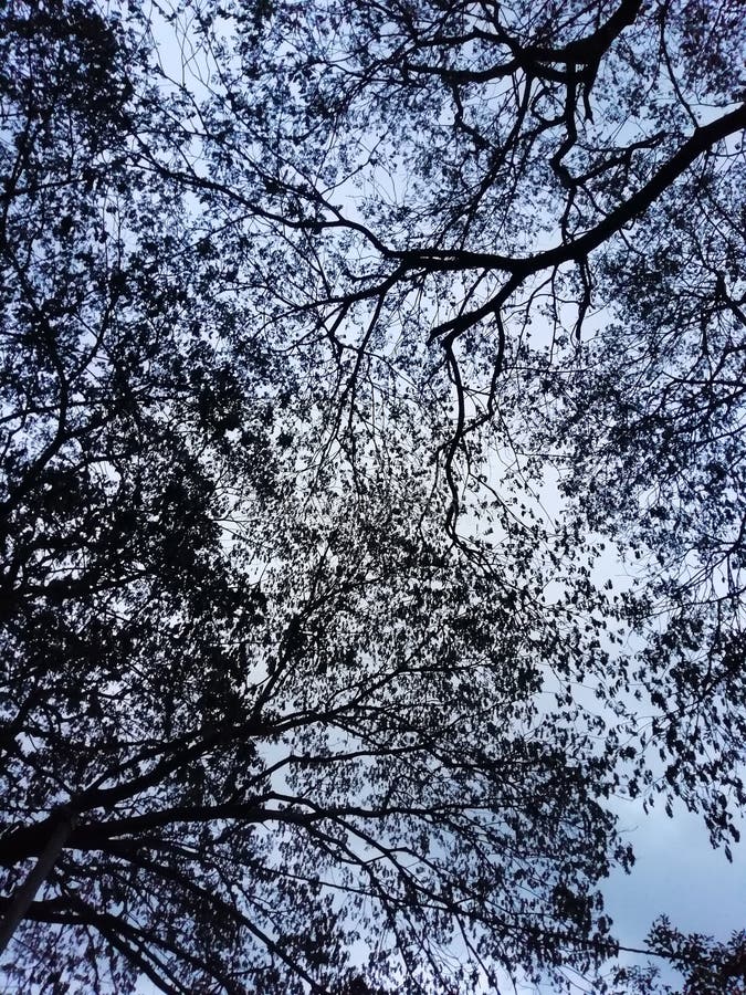 Leaf Back Ground Cover Photo Stock Photo - Image of growing, ground ...