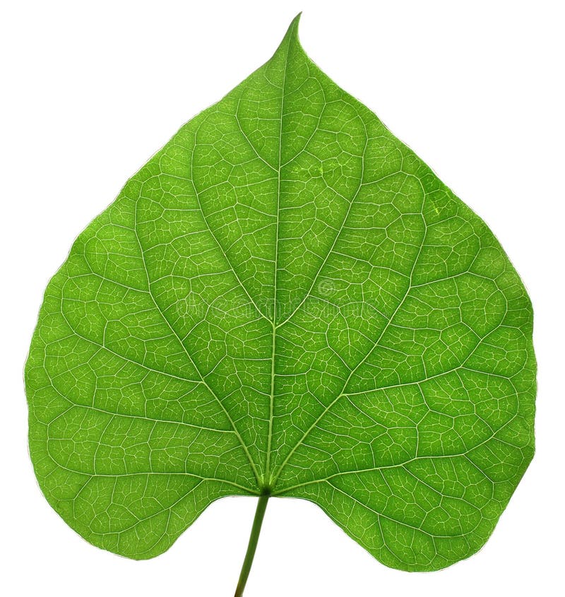 Leaf Back Light Isolated on White Stock Photo - Image of cell, organism ...