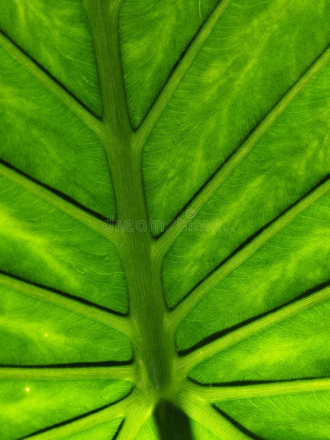 Leaf stock image. Image of closeup, detail, foliage - 103066891