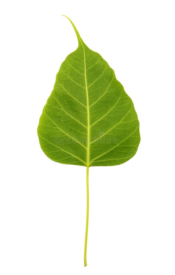 Leaf Back Side of Peepal Tree, Ficus Religious from Fig Family Stock ...