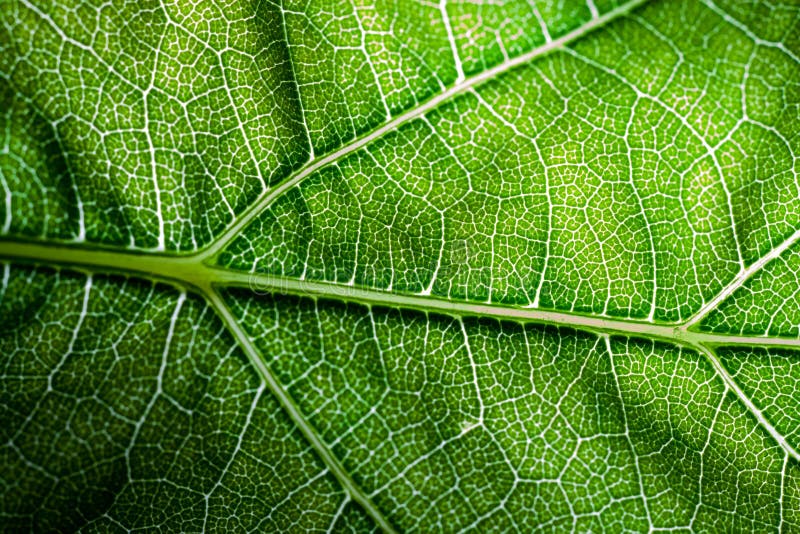 Leaf Backdrop stock image. Image of leaves, photosynthesis - 30958237