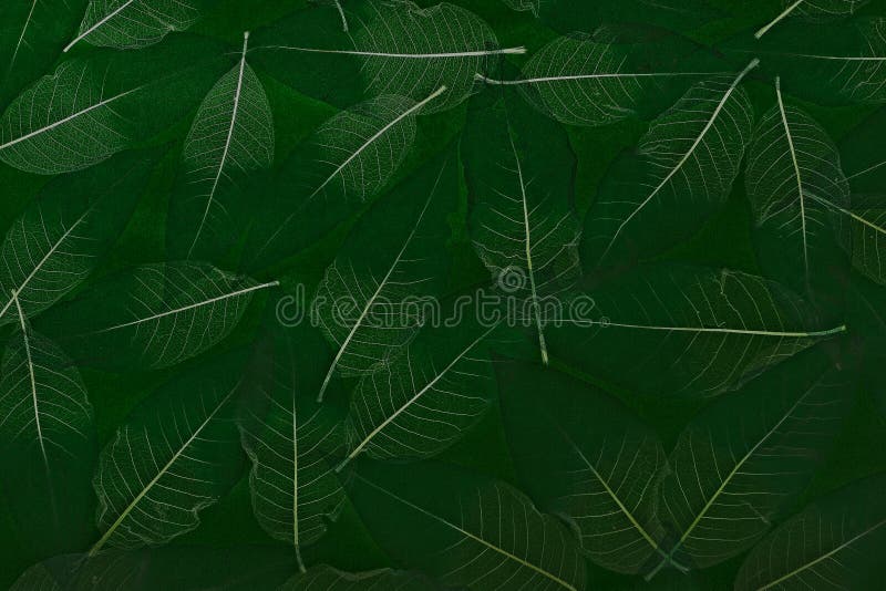 Leaf background stock image. Image of plant, grain, background - 14252205