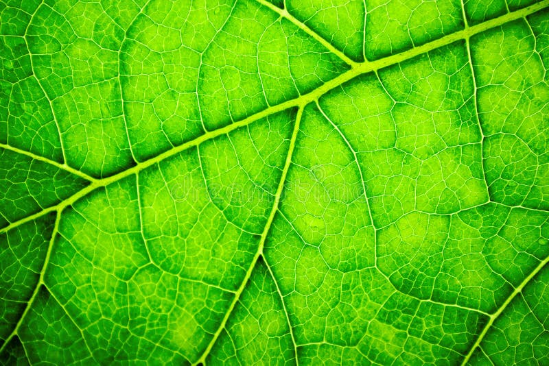 Leaf background stock photo. Image of abstract, colorful - 14880886