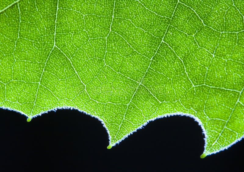 Leaf background stock photo. Image of typically, ground - 2006100