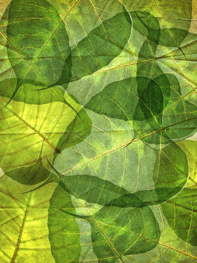 Leaf background stock image. Image of element, design - 24203559