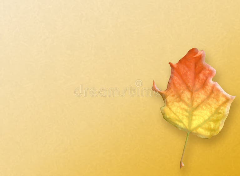 Yellow Fall Leaf Stock Illustrations – 274,738 Yellow Fall Leaf Stock ...