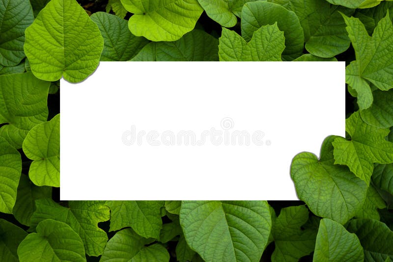 Leaf Background with Blank Note Paper Space Stock Photo - Image of ...
