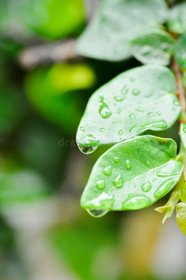 1,048 Ficus Pumila Leaf Stock Photos - Free & Royalty-Free Stock Photos ...
