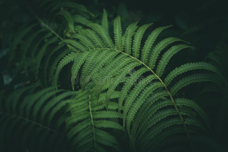 Leaf Background Green Abstract Nature Pattern Dark Stock Photo - Image ...