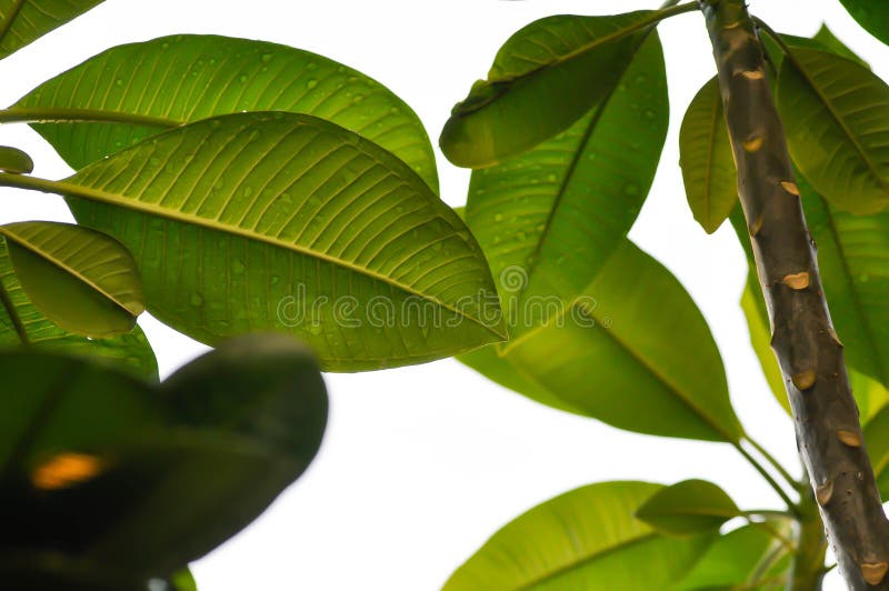 Leaf Background, Pagoda Tree or Frangipani or Temple Tree and Rain Drop ...
