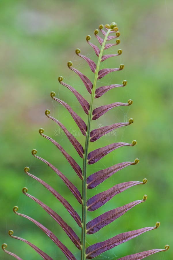 Wild Ferns in a Tropical, Beautiful Forest Fern Under Daylight Stock ...