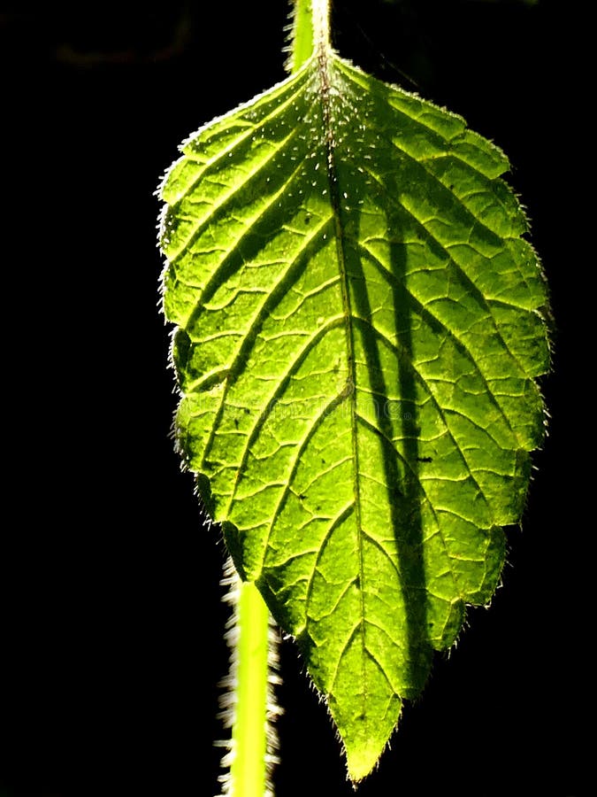 Leaf backlit by the sun stock photo. Image of leaves, plant - 302974
