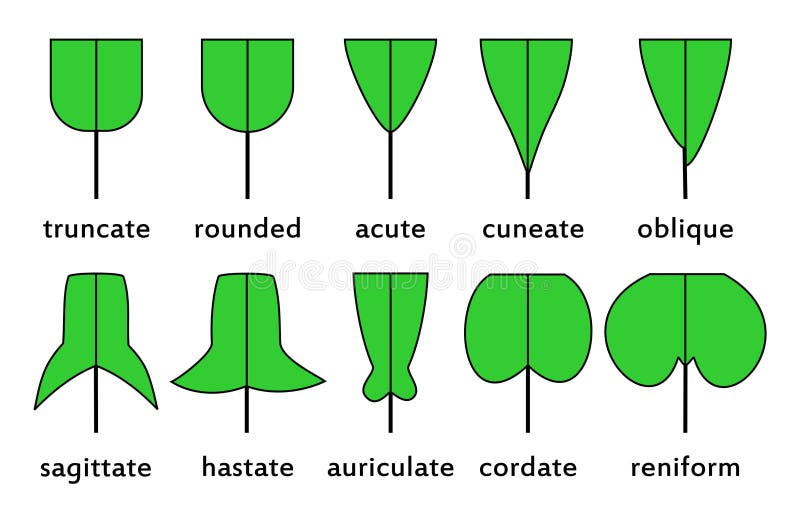 Leaf bases stock vector. Illustration of edge, bases - 67367727