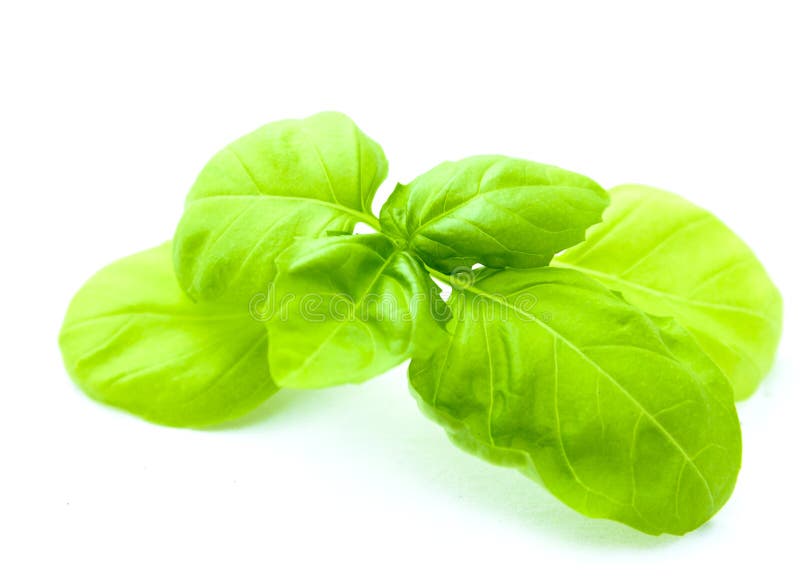 Leaf of basil stock image. Image of objects, plant, path - 95248769
