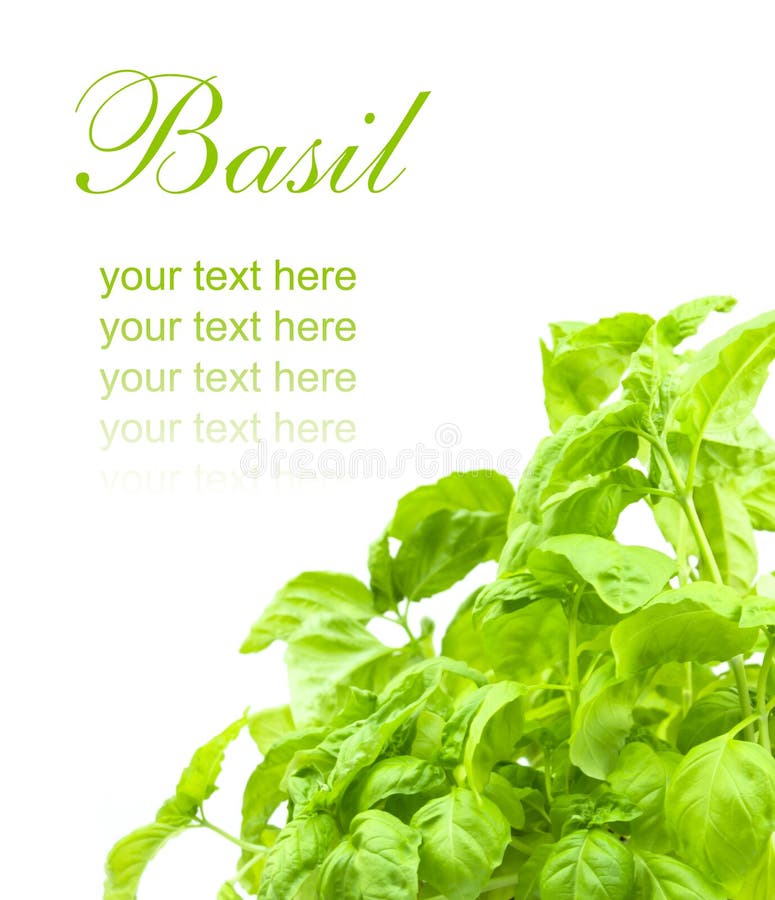 Leaf of basil isolated stock photo. Image of italian - 54695992