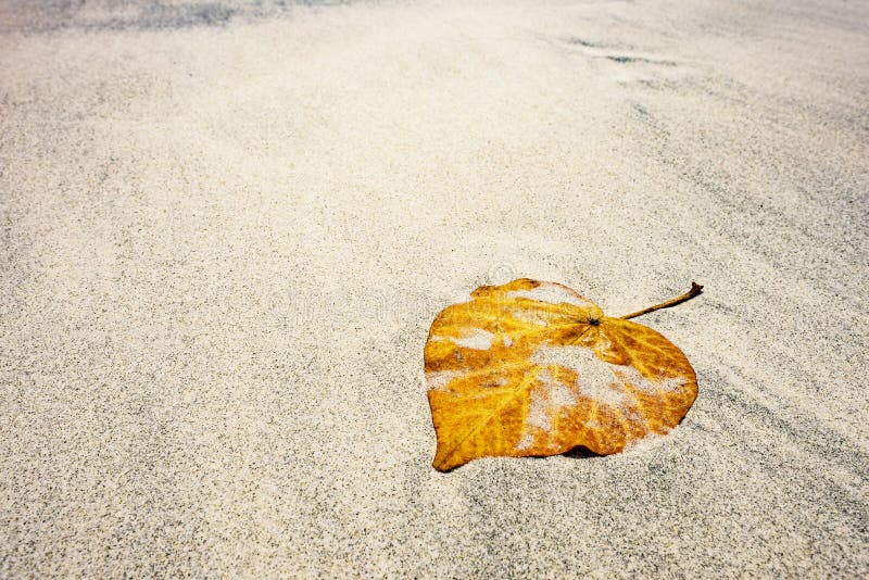 Leaf on the beach stock image. Image of isolated, beauty - 100582941