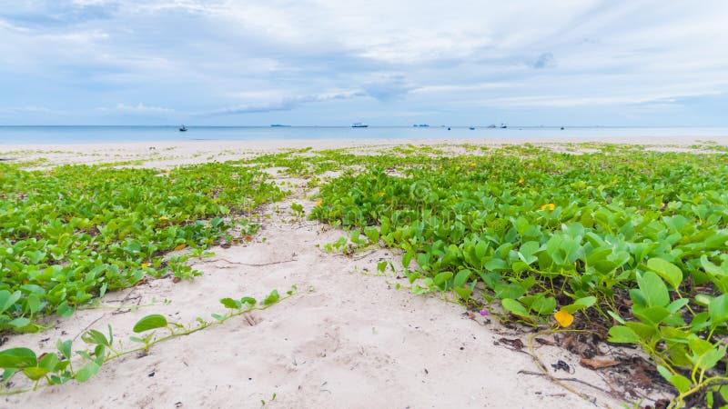 Leaf beach stock image. Image of lagoon, palm, shore - 52048081
