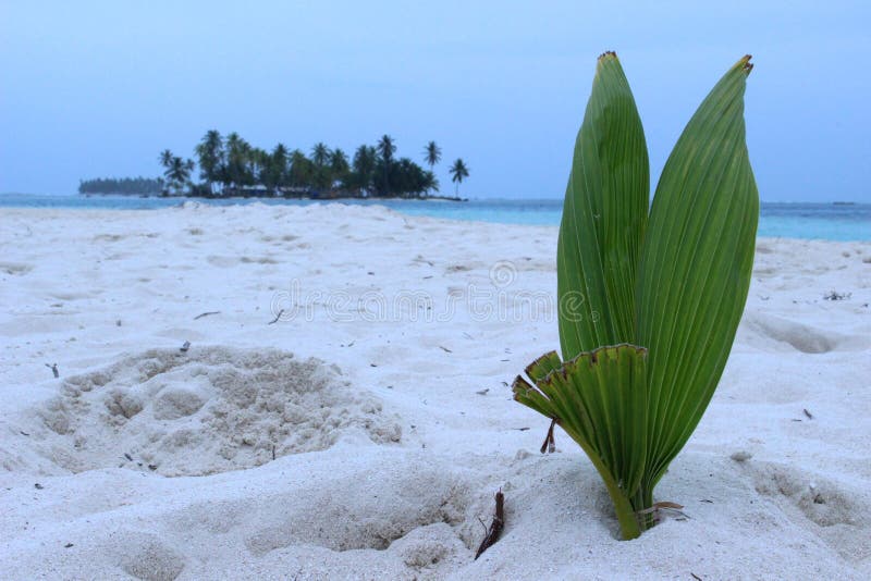 Leaf on the Beach stock photo. Image of green, leaf - 219112448