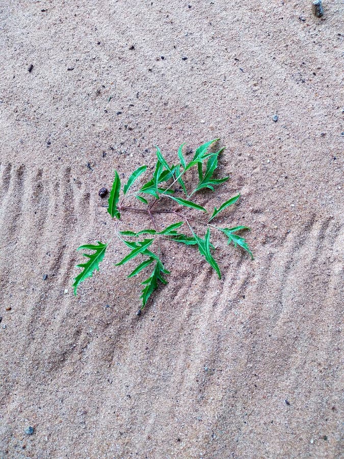 Neen leaf in beach sand stock photo. Image of sand, leaf - 219509374