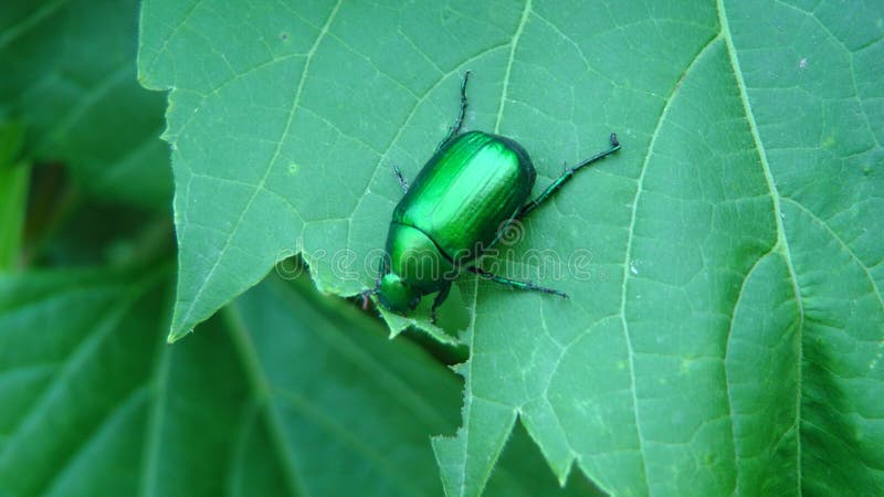 Leaf beatle stock photo. Image of leaf, beatles, italy - 262589614