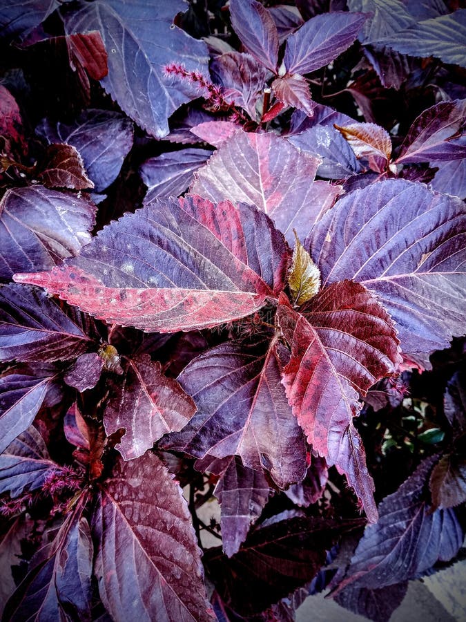 A Leaf with Beautiful Color and Nice Environment Leaf Stock Image ...