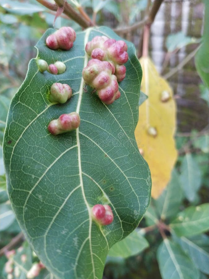 Leaf stock photo. Image of green, spots, nature, leaf - 108403478