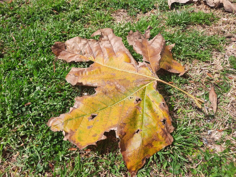 A leaf of beauty stock photo. Image of plant, flower - 252246104