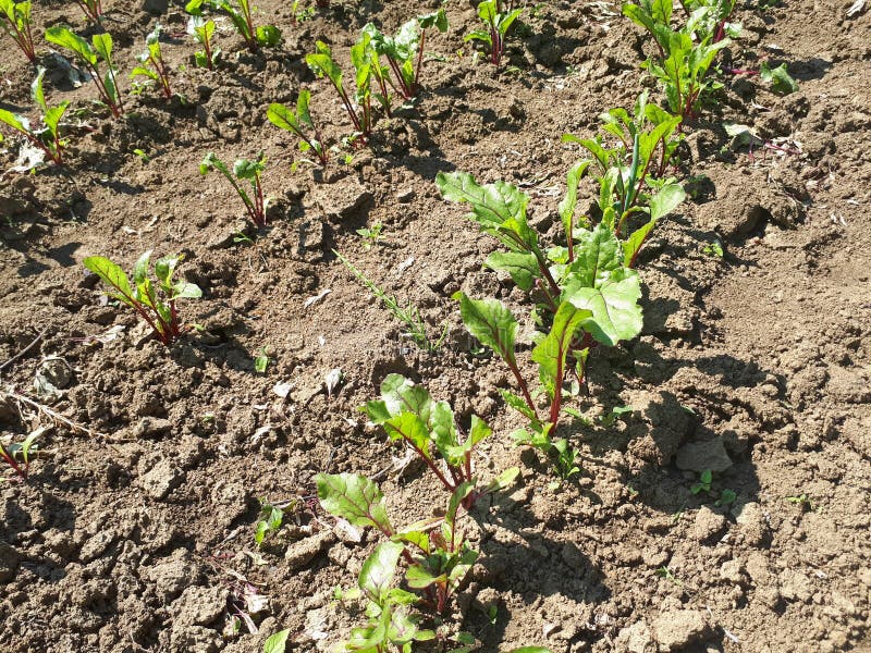 Leaf of Beet Root. Fresh Green Leaves of Beetroot or Beet Root Seedling ...