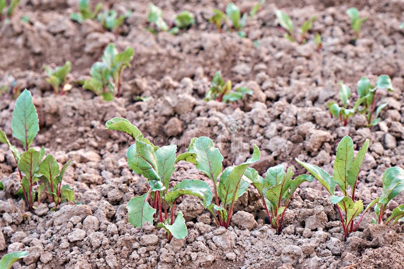 Leaf of Beet Root. Fresh Green Leaves of Beetroot or Beet Root Seedling ...