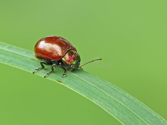 Leaf Beetle stock photo. Image of brown, chrysomelidae - 22754292
