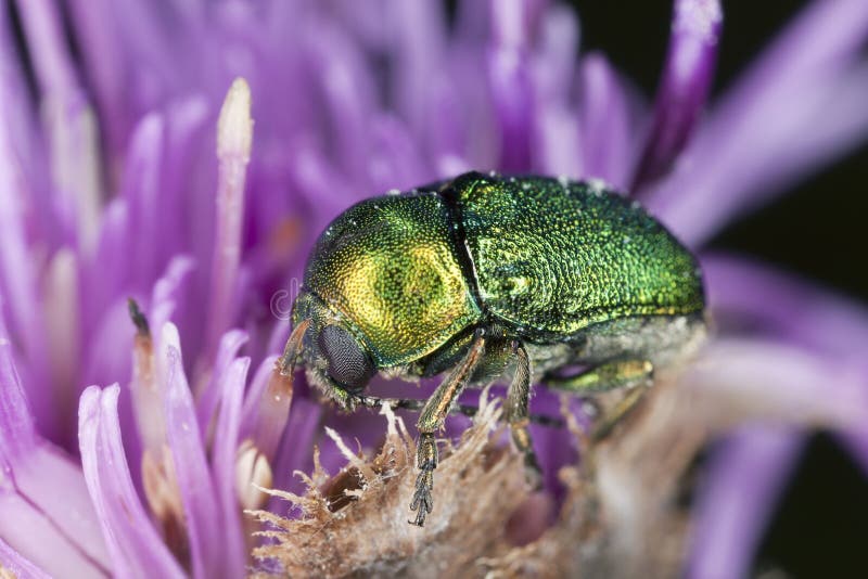 Leaf Beetle (chrysomelidae) Feeding on Thistle Stock Image - Image of ...