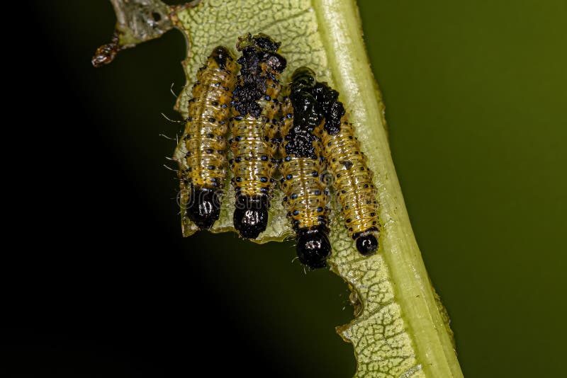 Leaf Beetle Larvae stock image. Image of arthropod, insect - 255483341