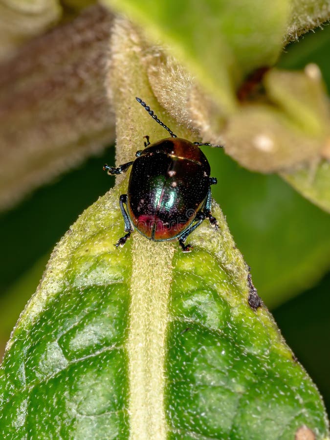 Leaf Beetle stock image. Image of beetle, coleoptera - 196055345