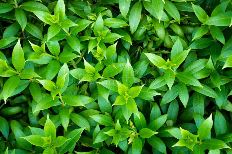 Leaf bg stock image. Image of macro, maintained, nature - 32652109