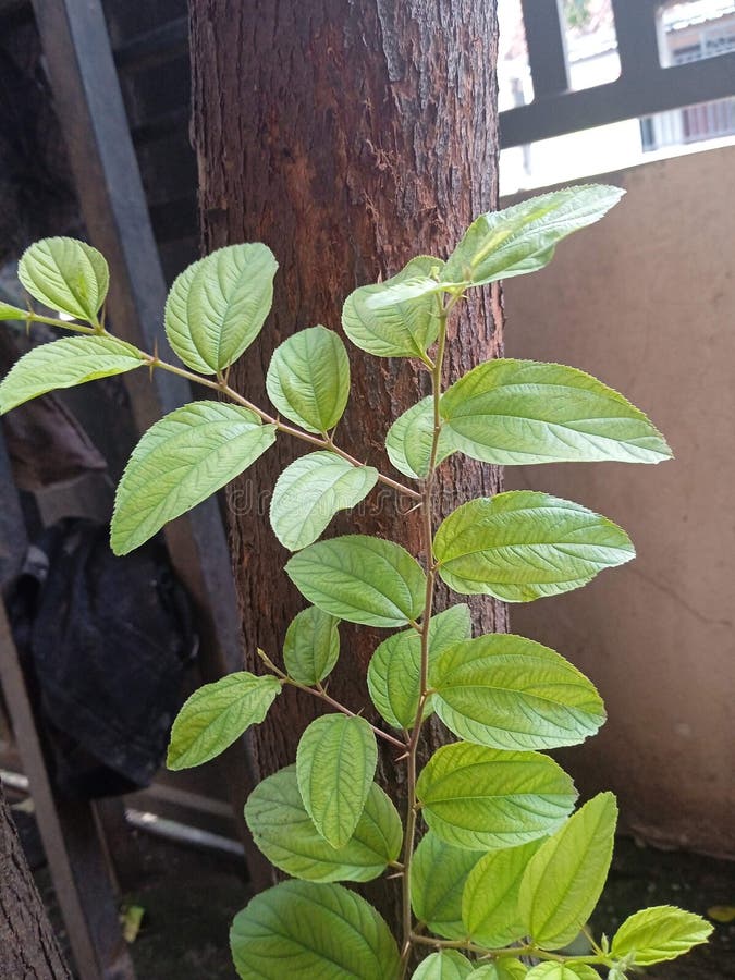 Leaf of bidara stock image. Image of deciduous, bidara - 262063965