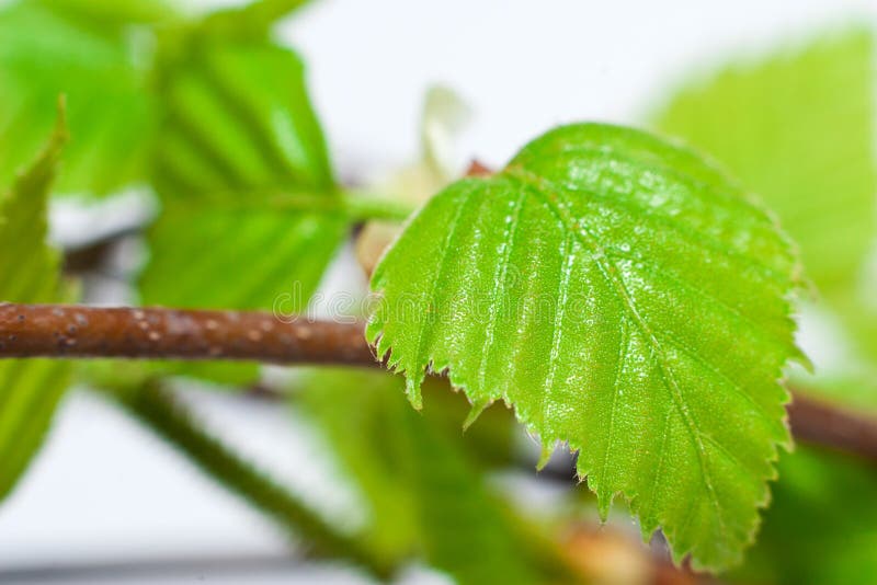 Leaf of birch tree stock photo. Image of bright, birch - 24385490