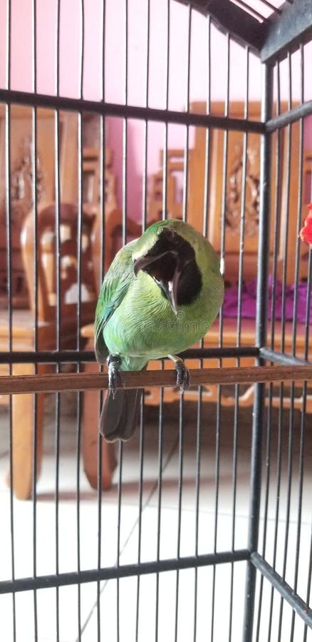 Leaf Bird from Indonesia stock image. Image of parrot - 263707589