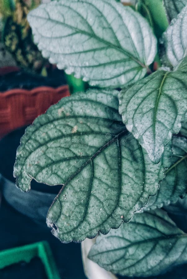 Leaf bitten by insects stock image. Image of herb, bitten - 200472335