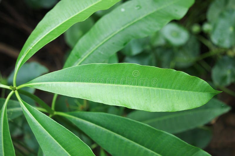 Leaf of Blackboard Tree, Devil Tree Stock Photo - Image of flowers ...