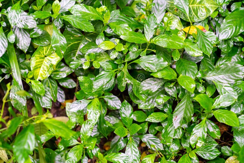 Radix Isatidis Stock Photos - Free & Royalty-Free Stock Photos from ...