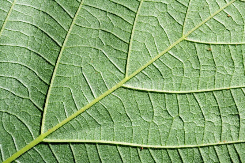 Leaf blade texture closeup stock photo. Image of fresh - 42519972