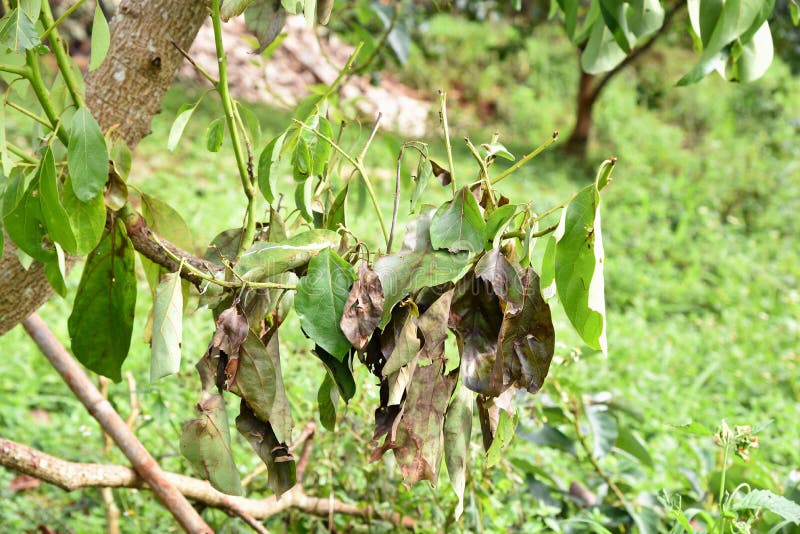 Leaf Blight Symptom from Fungus Stock Image - Image of fungal, leaf ...